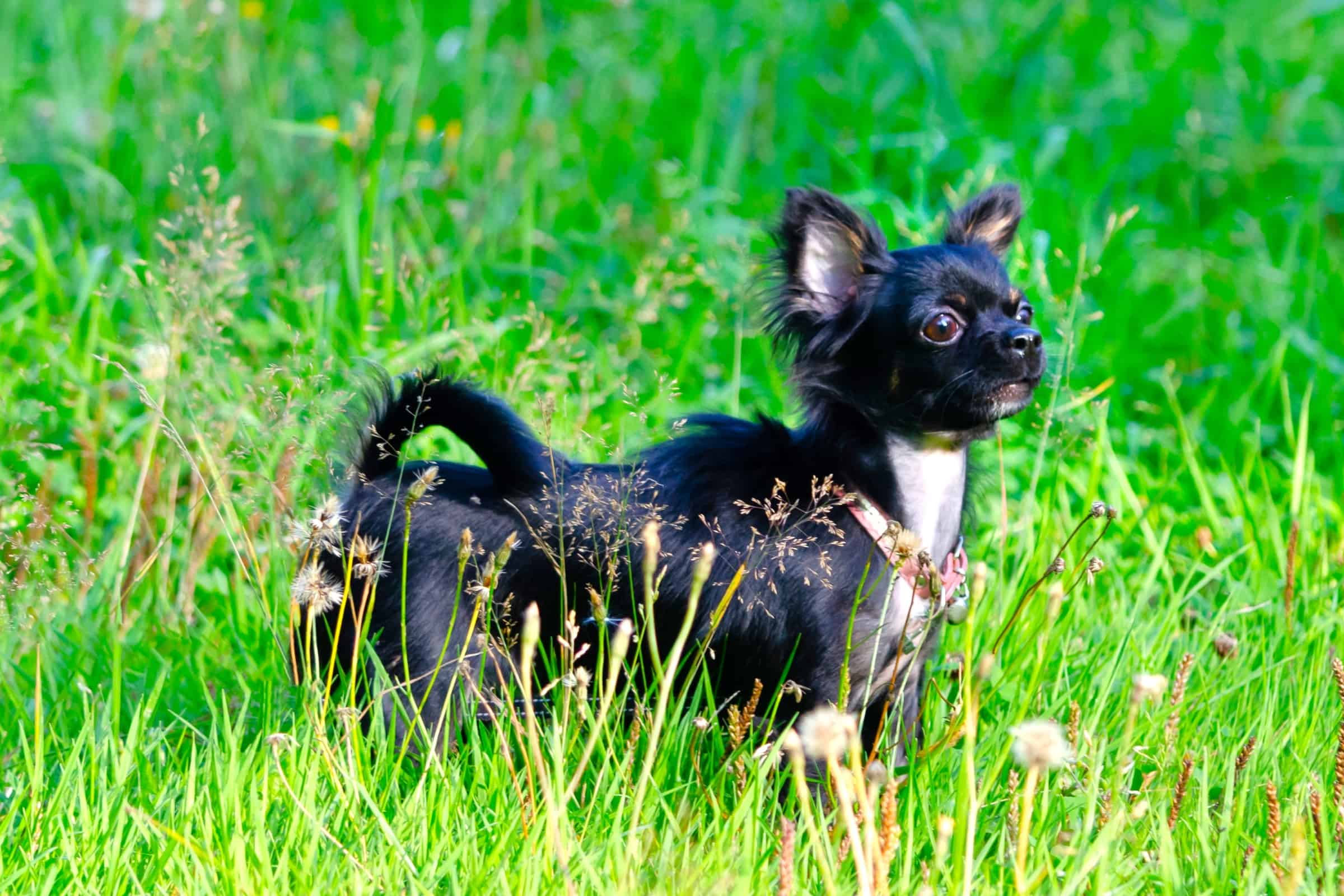 Apple Head Chihuahua: Everything You Need to Know