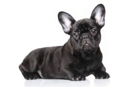 Black French Bulldog: Appearance, Genetics, Pictures & Facts