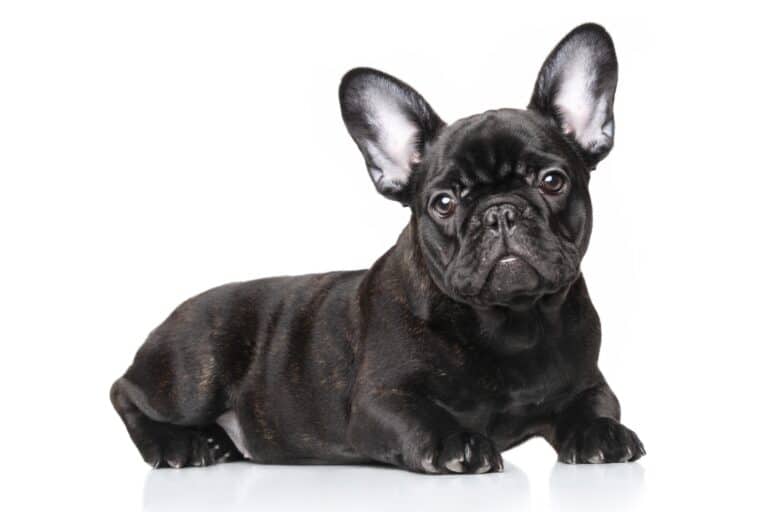 Black French Bulldog: Appearance, Genetics, Pictures & Facts