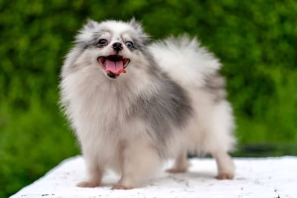 Blue Merle Pomeranian: Info, Genetics, Health & Facts