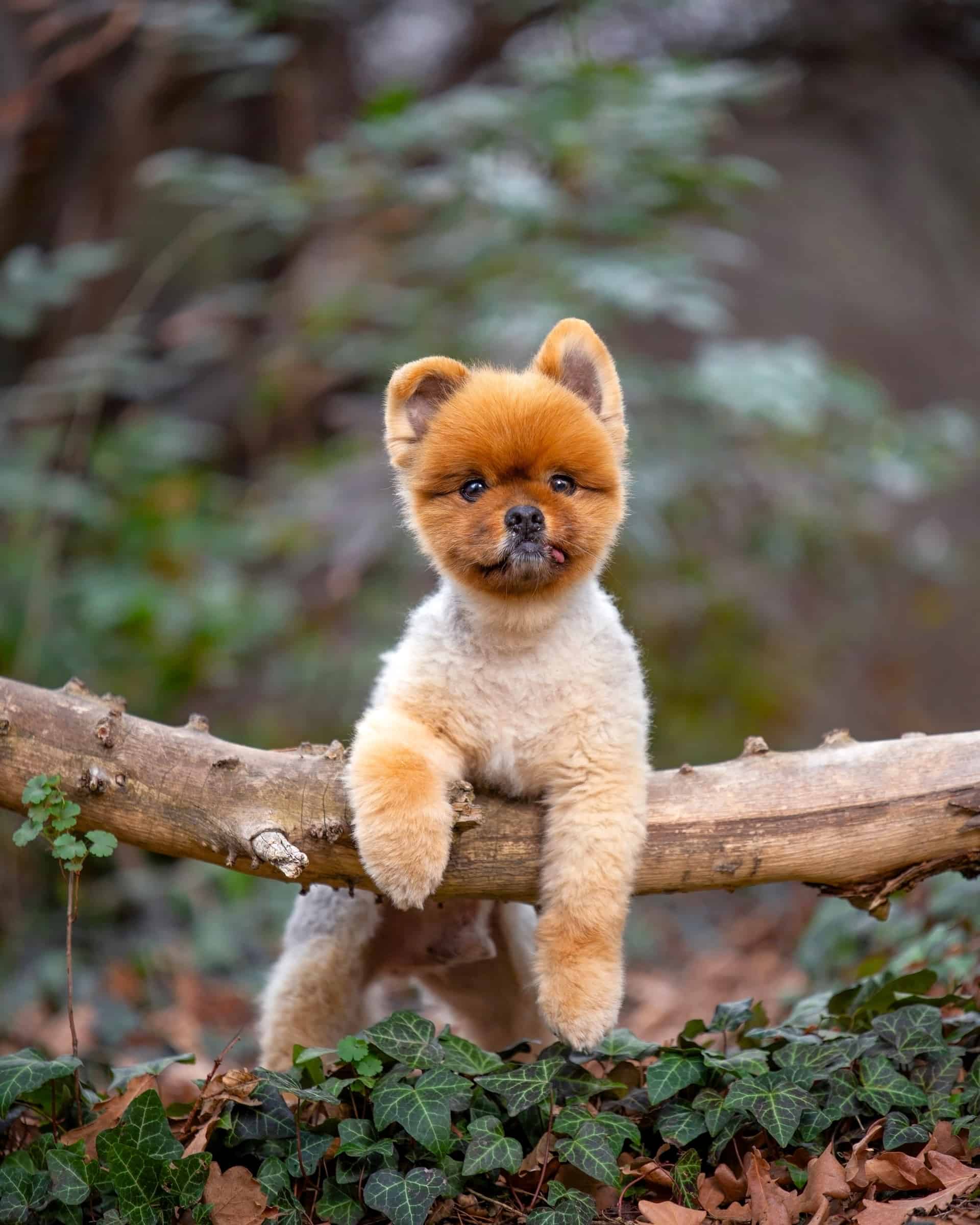 7 Different Types of Pomeranians (With Pictures & Facts)
