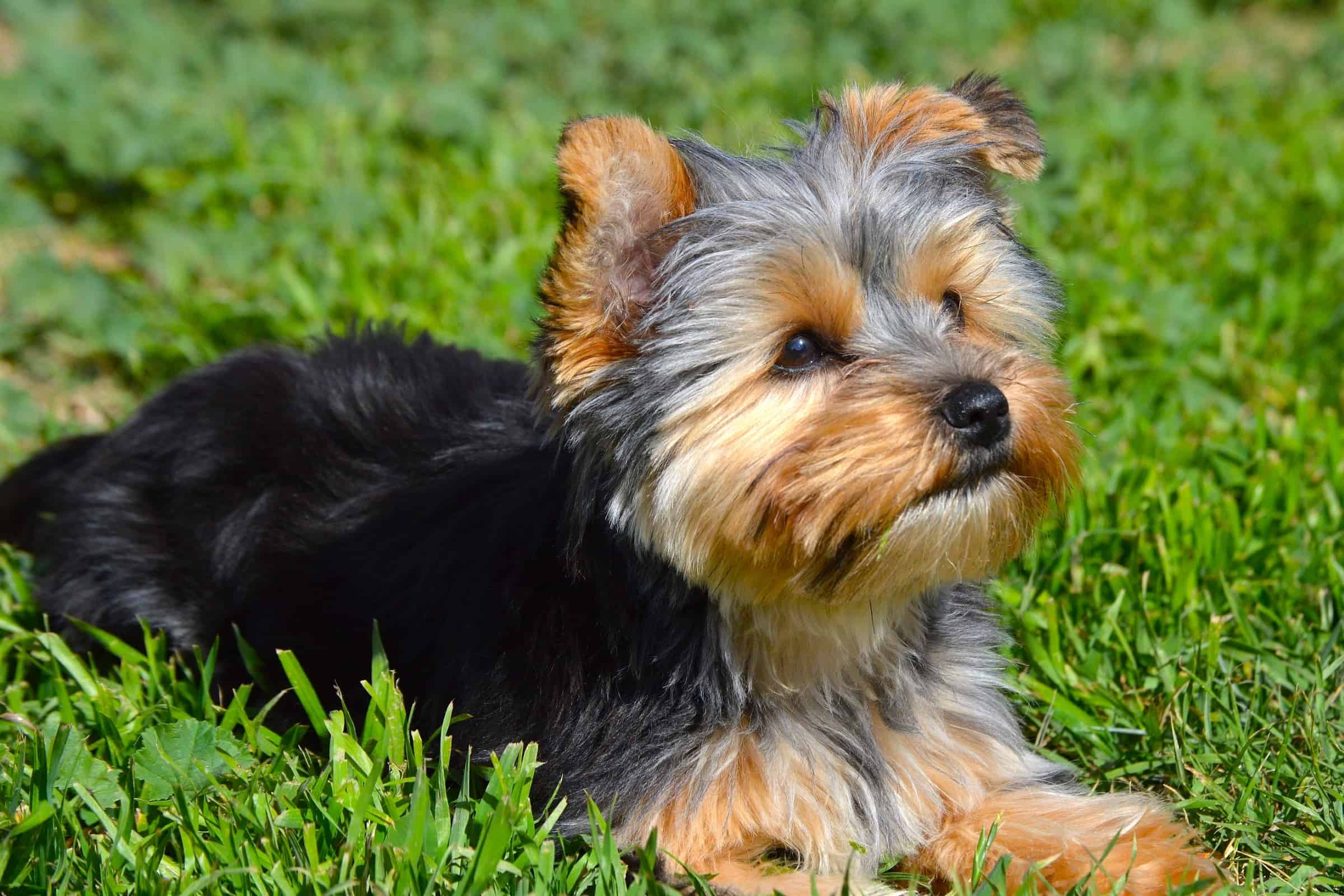 Teacup Yorkie | Facts, Size, Health & Care Guide (With Pictures)