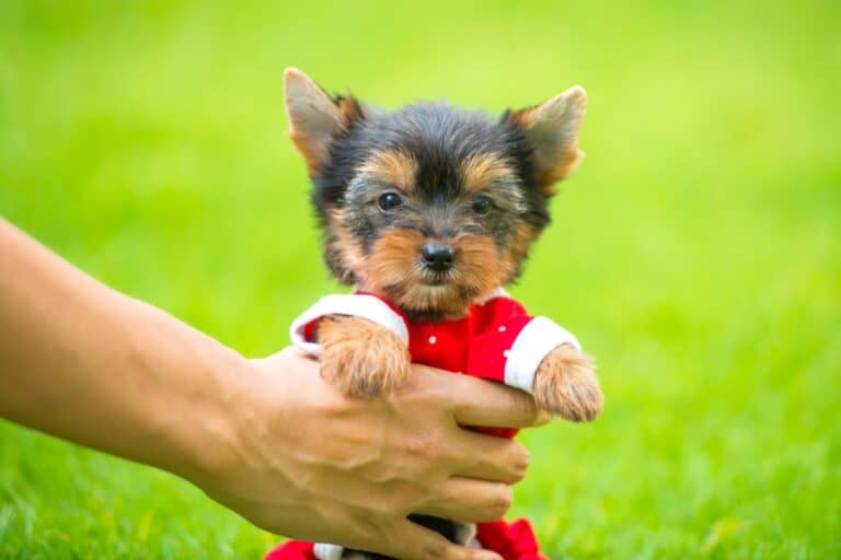 Teacup Yorkie | Facts, Size, Health & Care Guide (With Pictures)