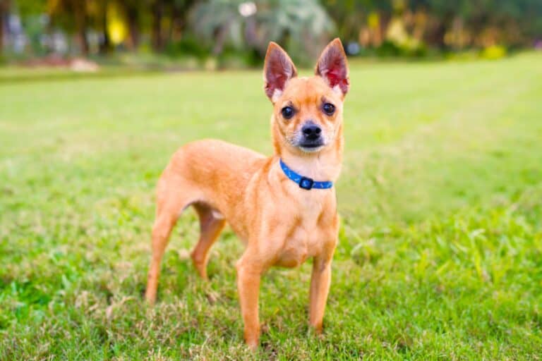 Deer Head Chihuahua: Everything You Need to Know