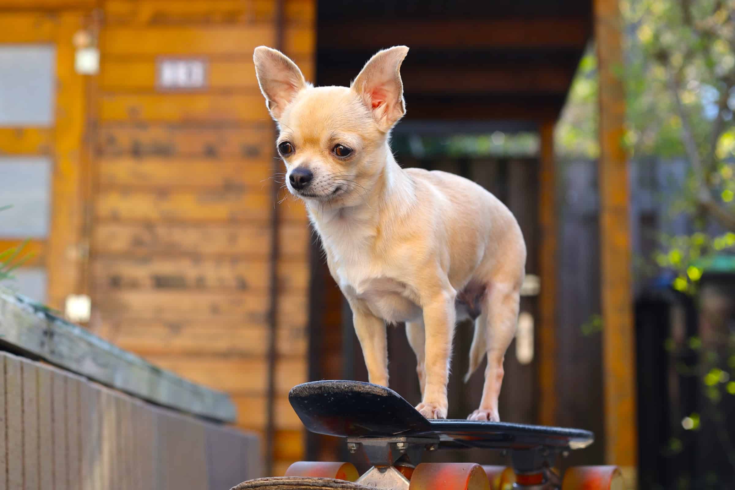 Deer Head Chihuahua: Everything You Need to Know