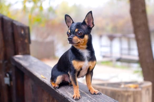 Deer Head Chihuahua: Everything You Need to Know