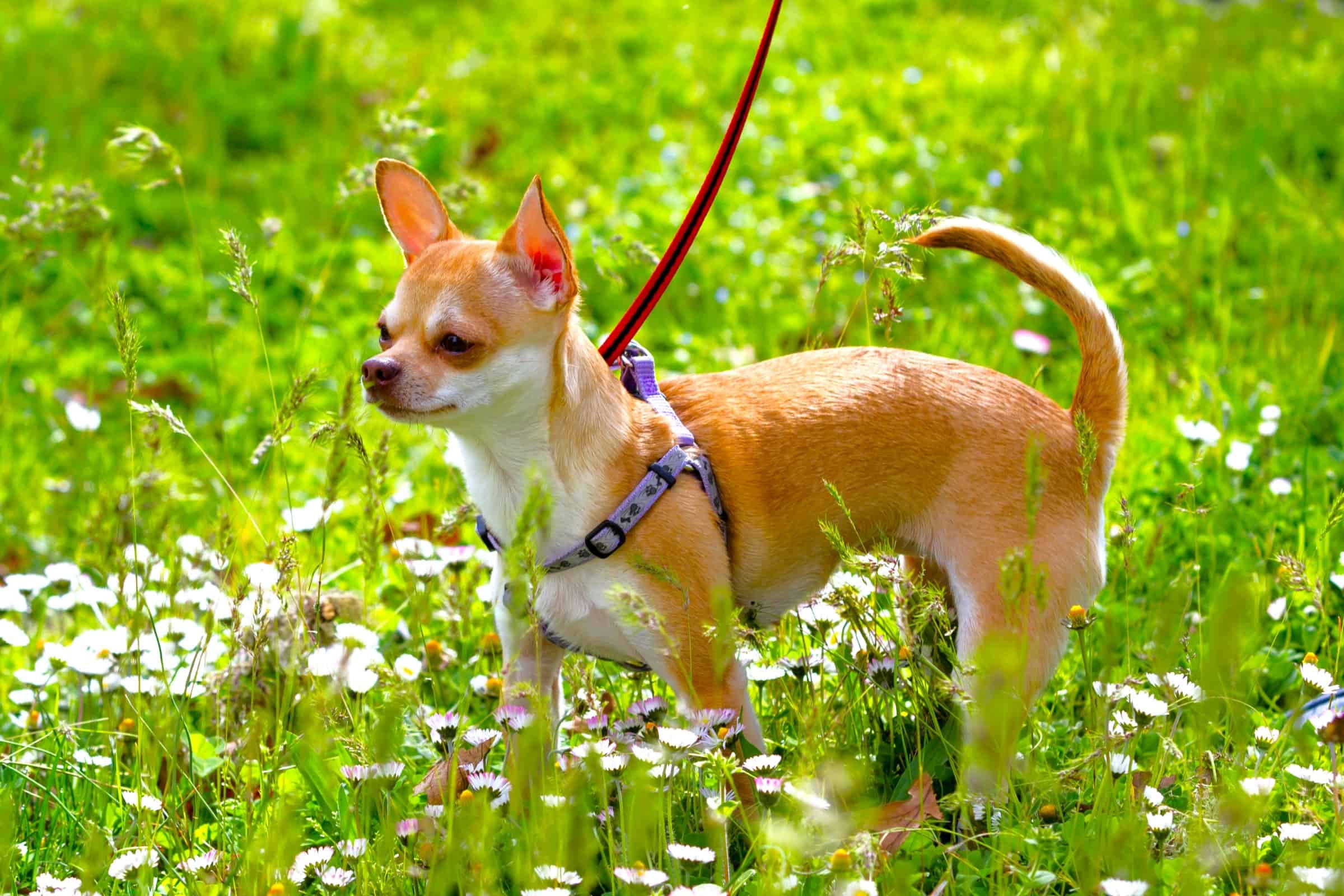 Deer Head Chihuahua: Everything You Need to Know