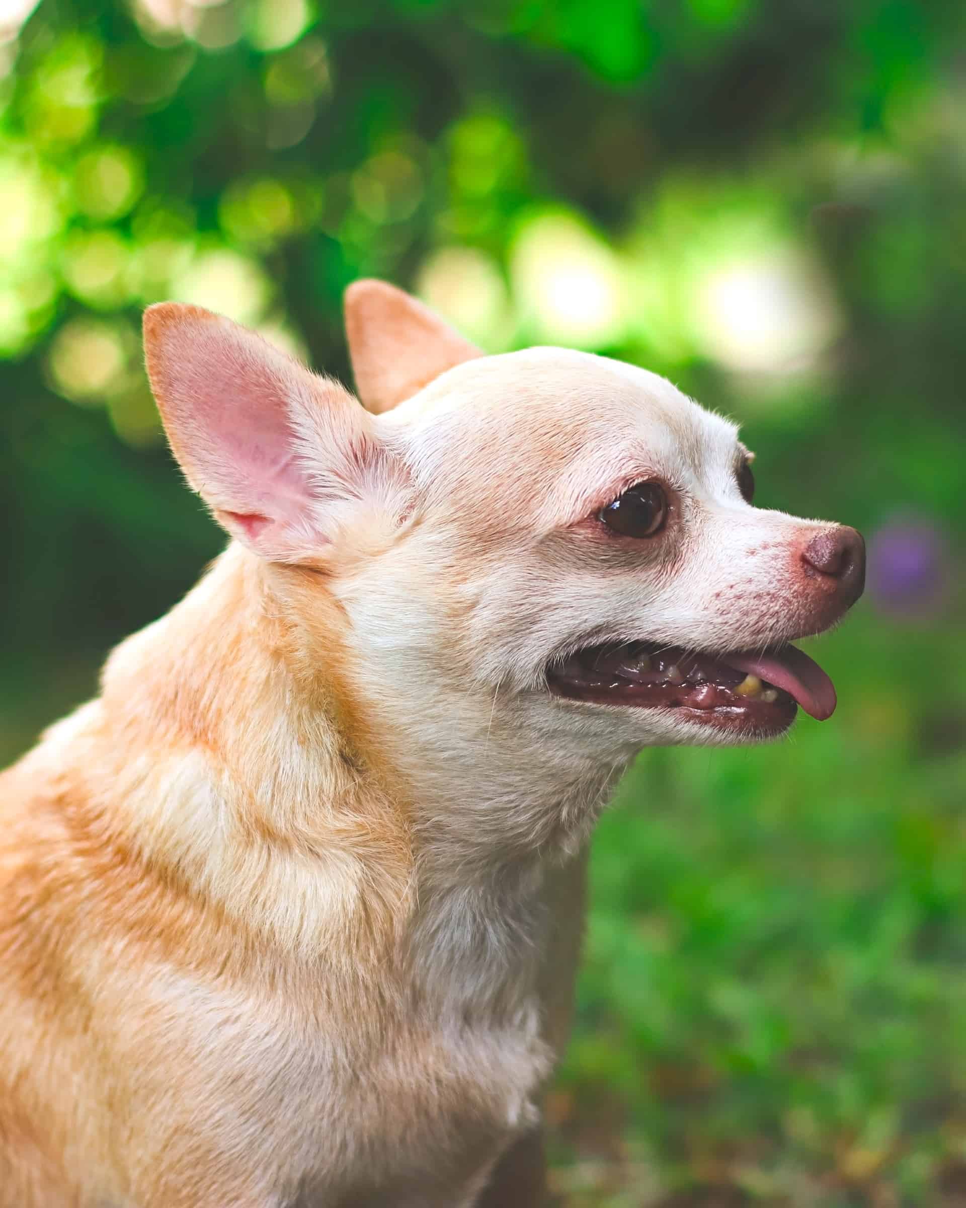 Apple Head Chihuahua: Everything You Need to Know
