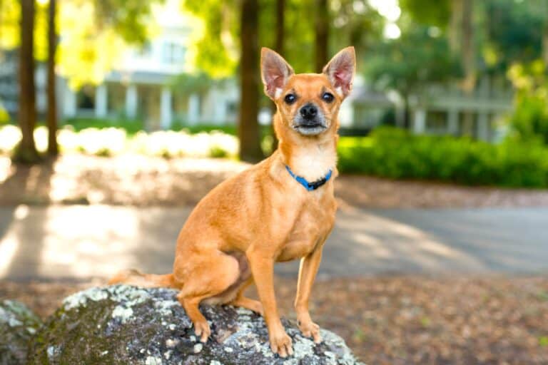 Deer Head Chihuahua: Everything You Need to Know