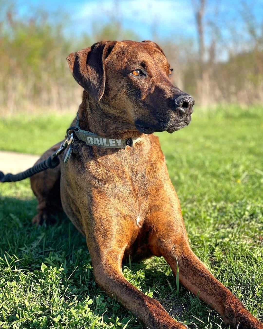 Boxerman | Mixed Breed Information, Pictures, Traits & Facts