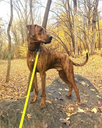 Boxerman | Mixed Breed Information, Pictures, Traits & Facts