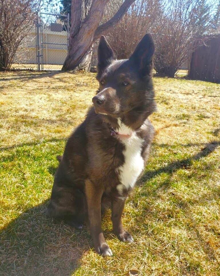 Norwegian Elkhound German Shepherd Mix (Facts & Pictures)