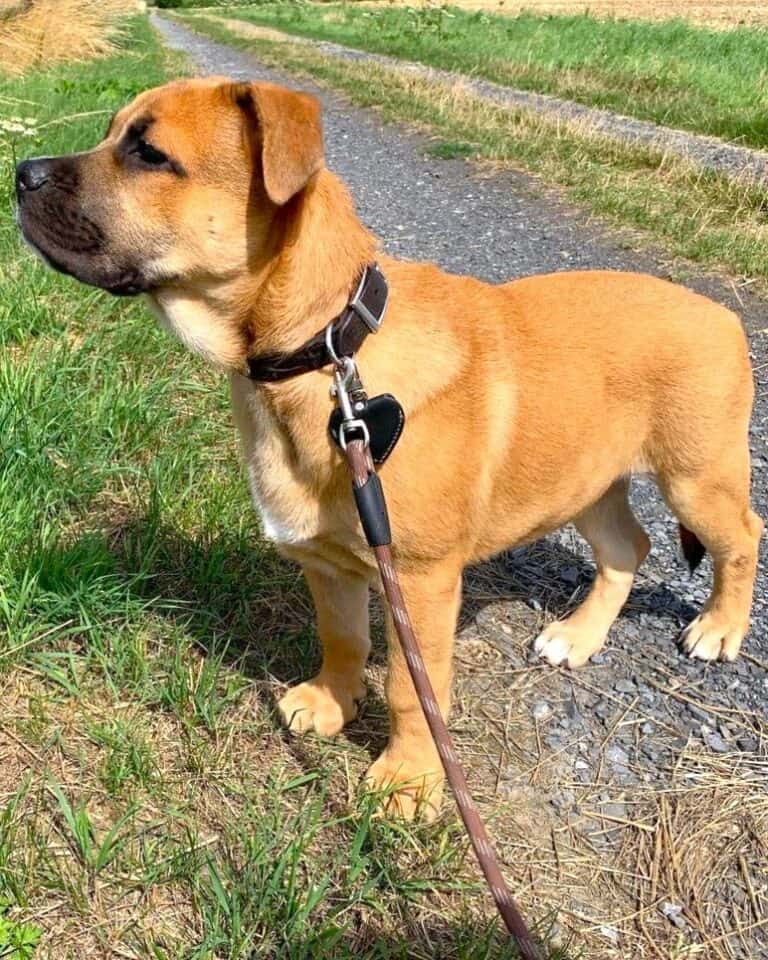 Miniature Boxer: Breed Info, Pictures, Care Guide & Facts