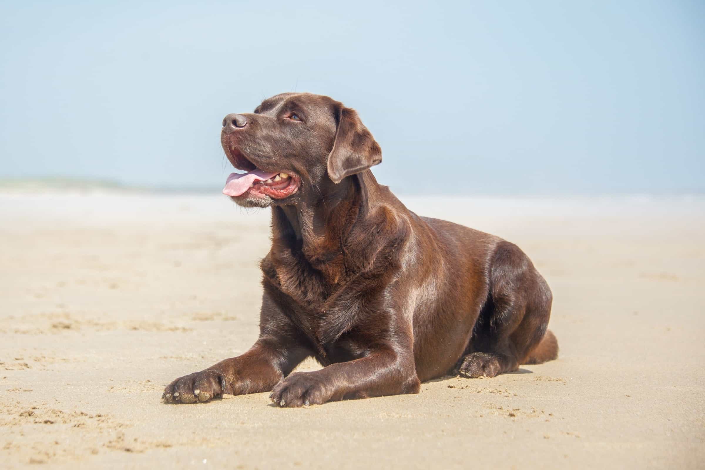 English Labrador: A Complete Guide to the English Lab