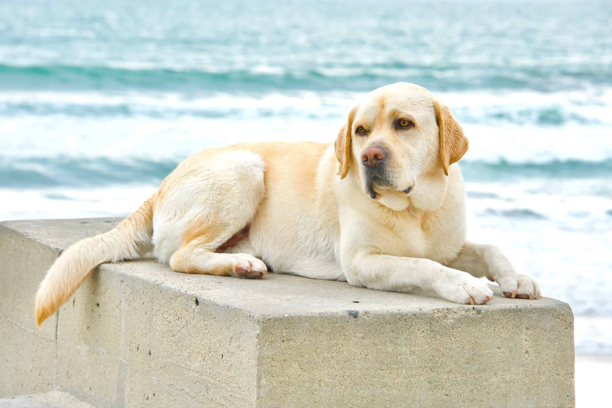 English Labrador: A Complete Guide to the English Lab