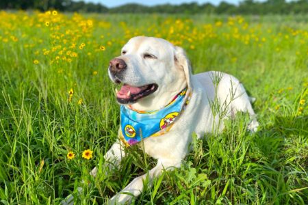English Labrador: A Complete Guide to the English Lab