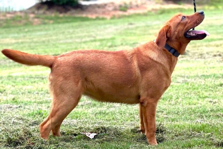 English Labrador: A Complete Guide to the English Lab