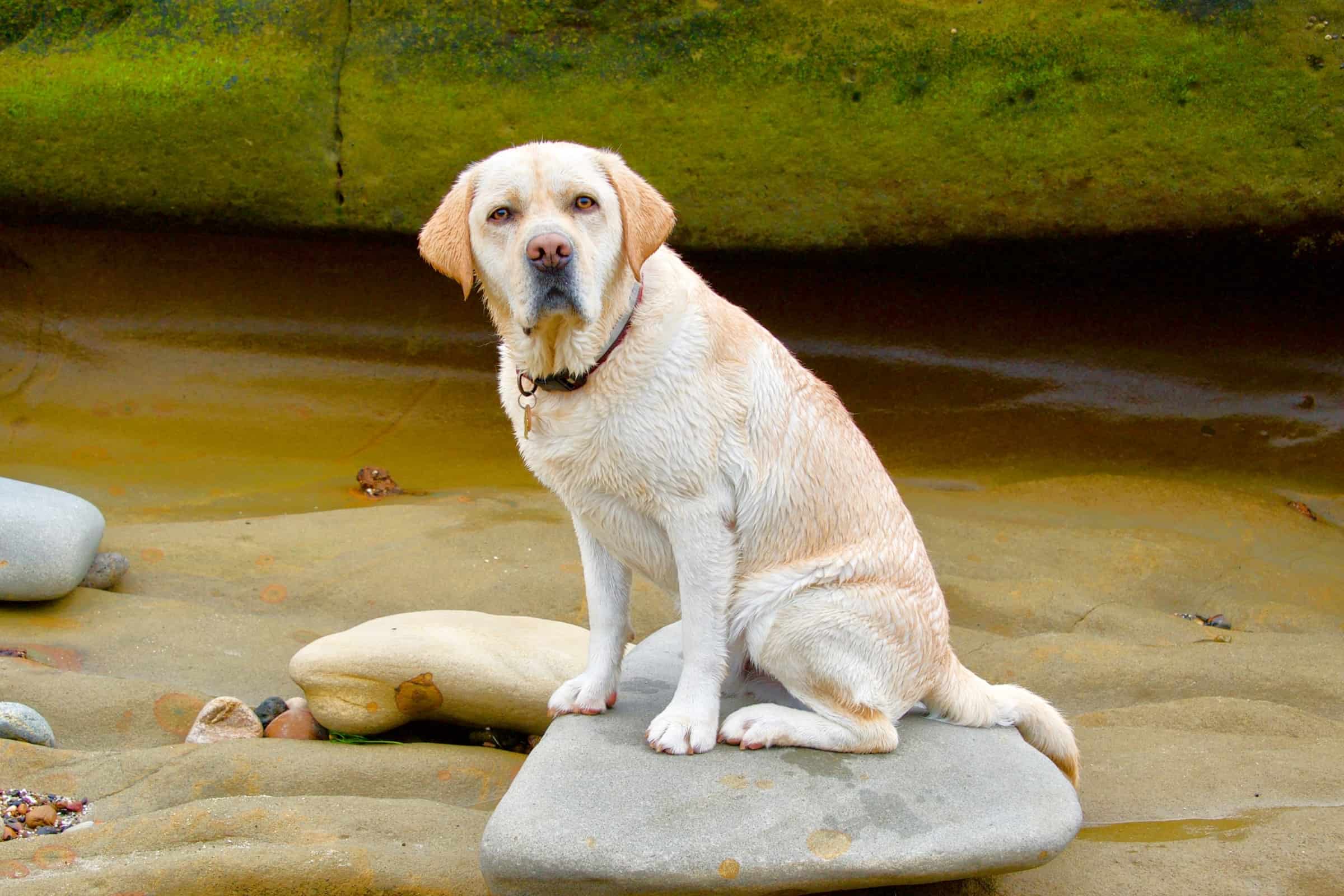 English Labrador: A Complete Guide to the English Lab