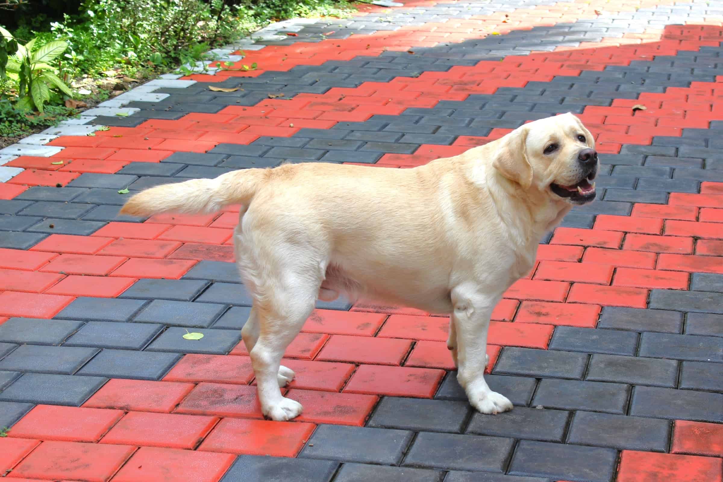 English Labrador: A Complete Guide to the English Lab