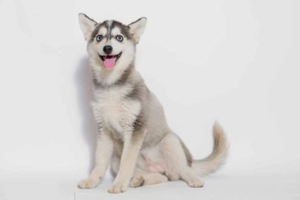 Mini Husky: Facts About the Miniature Husky (With Pictures)
