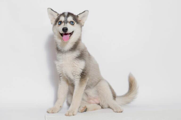 Mini Husky: Facts About the Miniature Husky (With Pictures)