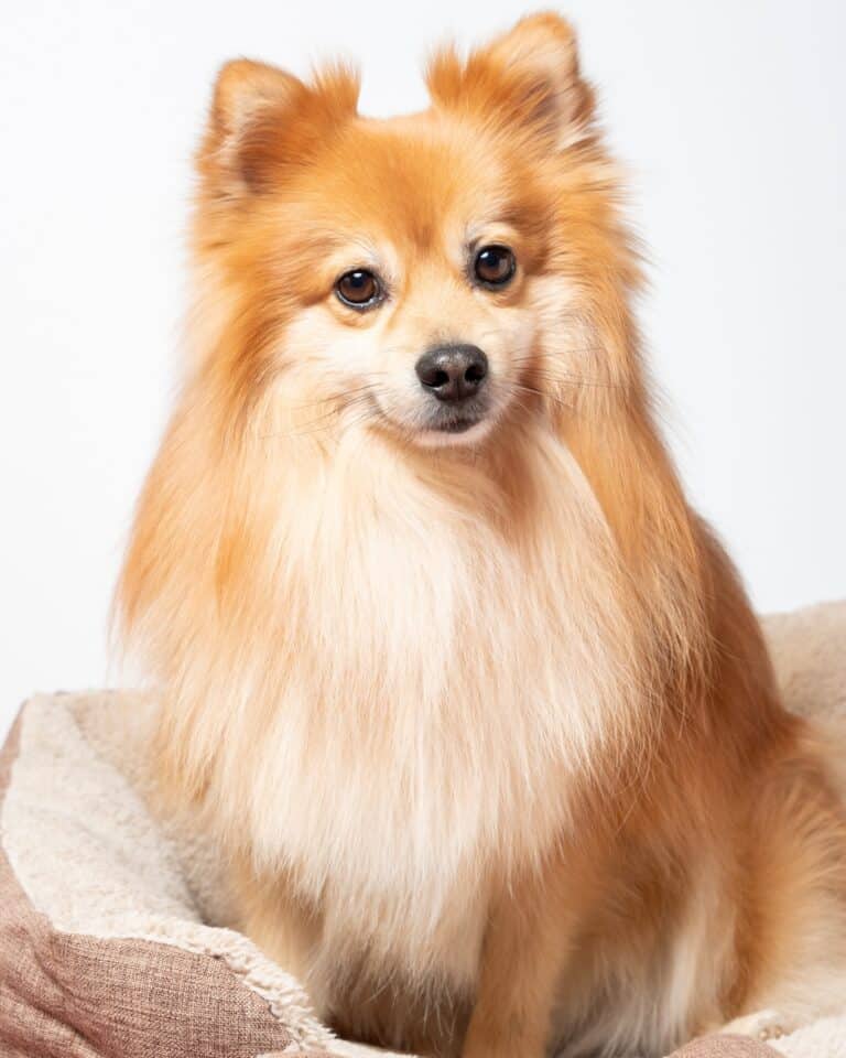 7 Different Types of Pomeranians (With Pictures & Facts)