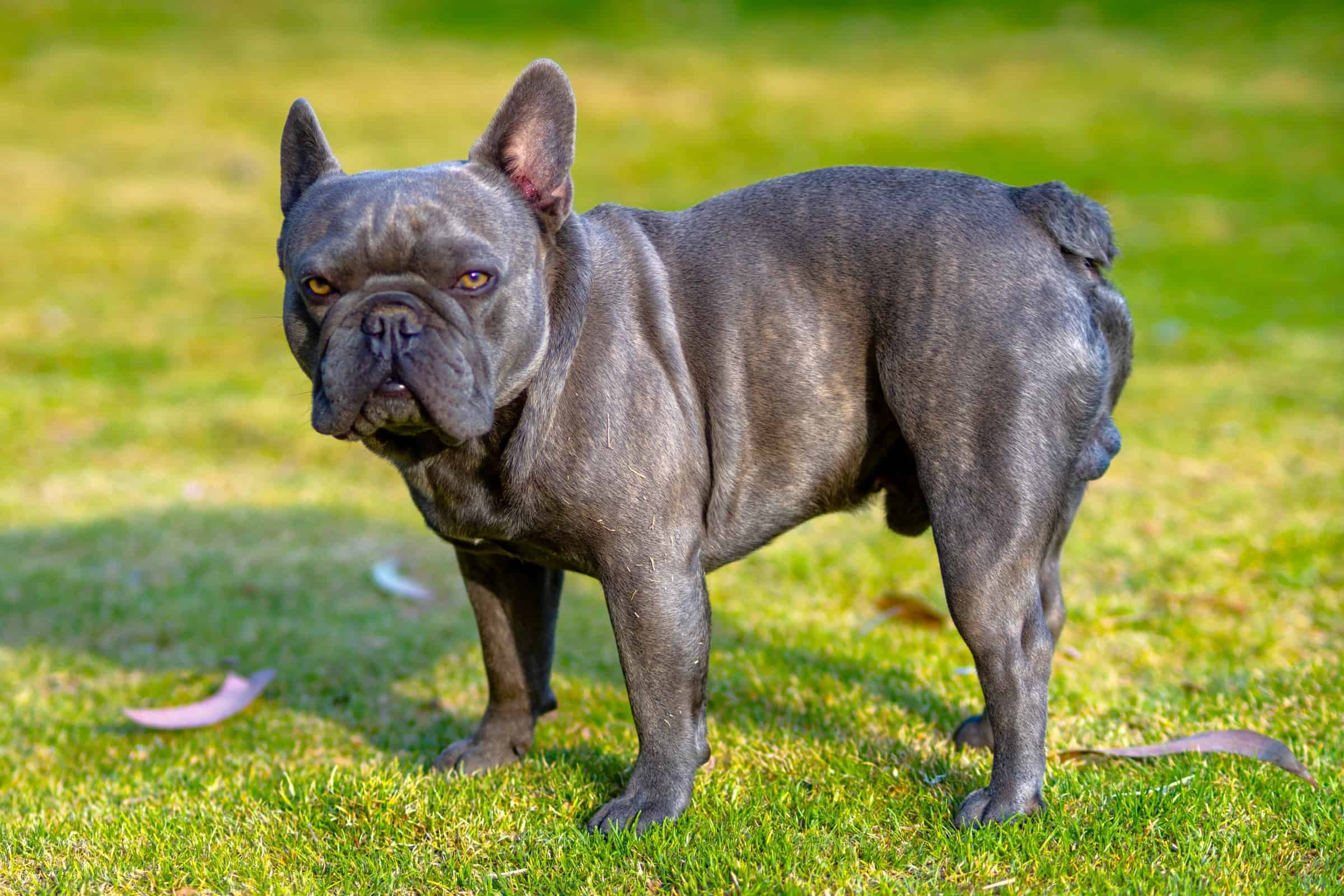 Grey French Bulldog: Appearance, Genetics, Pictures & Facts