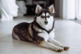 Pomsky (Pomeranian & Husky Mix) Info, Pictures & Facts