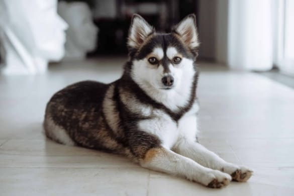 Pomsky (Pomeranian & Husky Mix) Info, Pictures & Facts