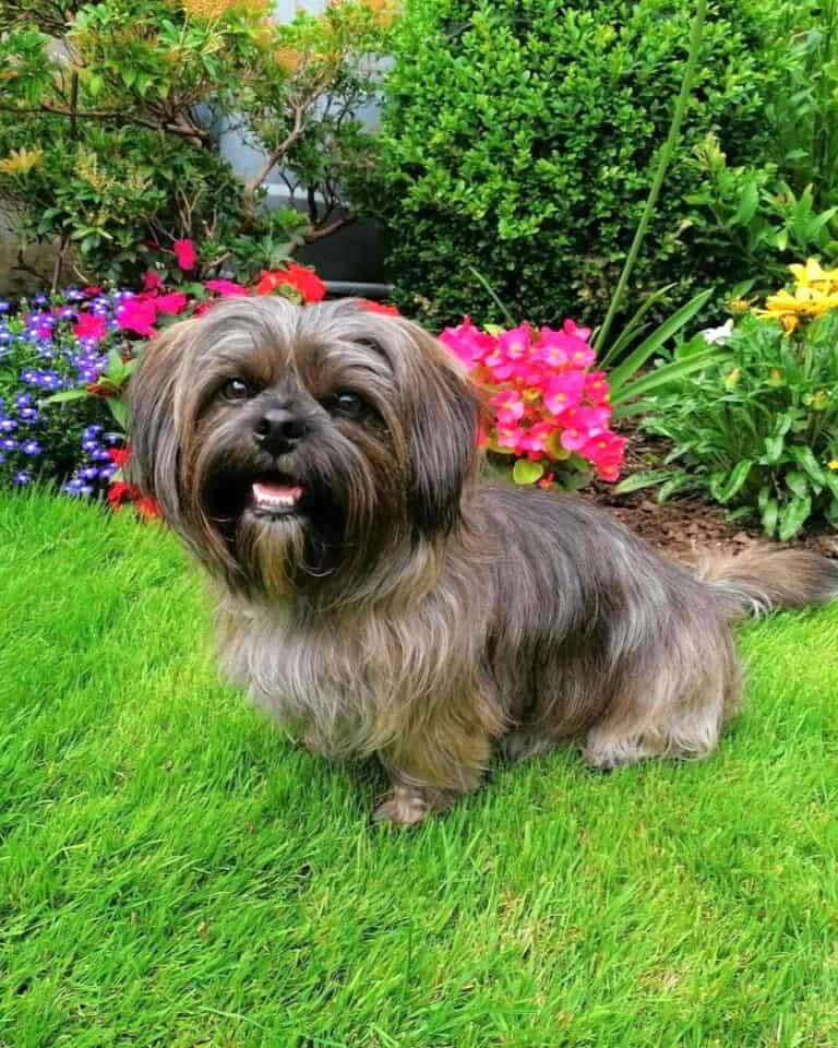 Shorkie | Mixed Breed Information, Pictures, Traits & Facts