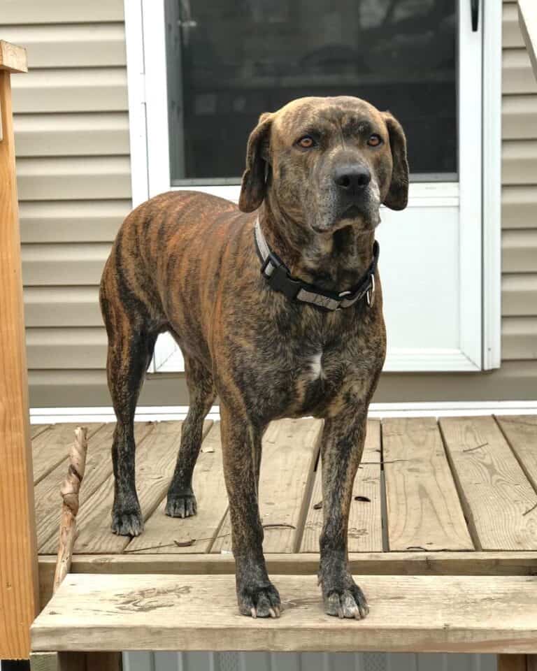 Plott Hound Pitbull Mix: Info, Traits & Facts (With Pictures)