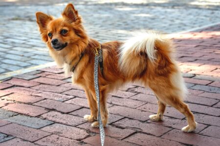 Pomchi | Mixed Breed Information, Pictures, Traits & Facts