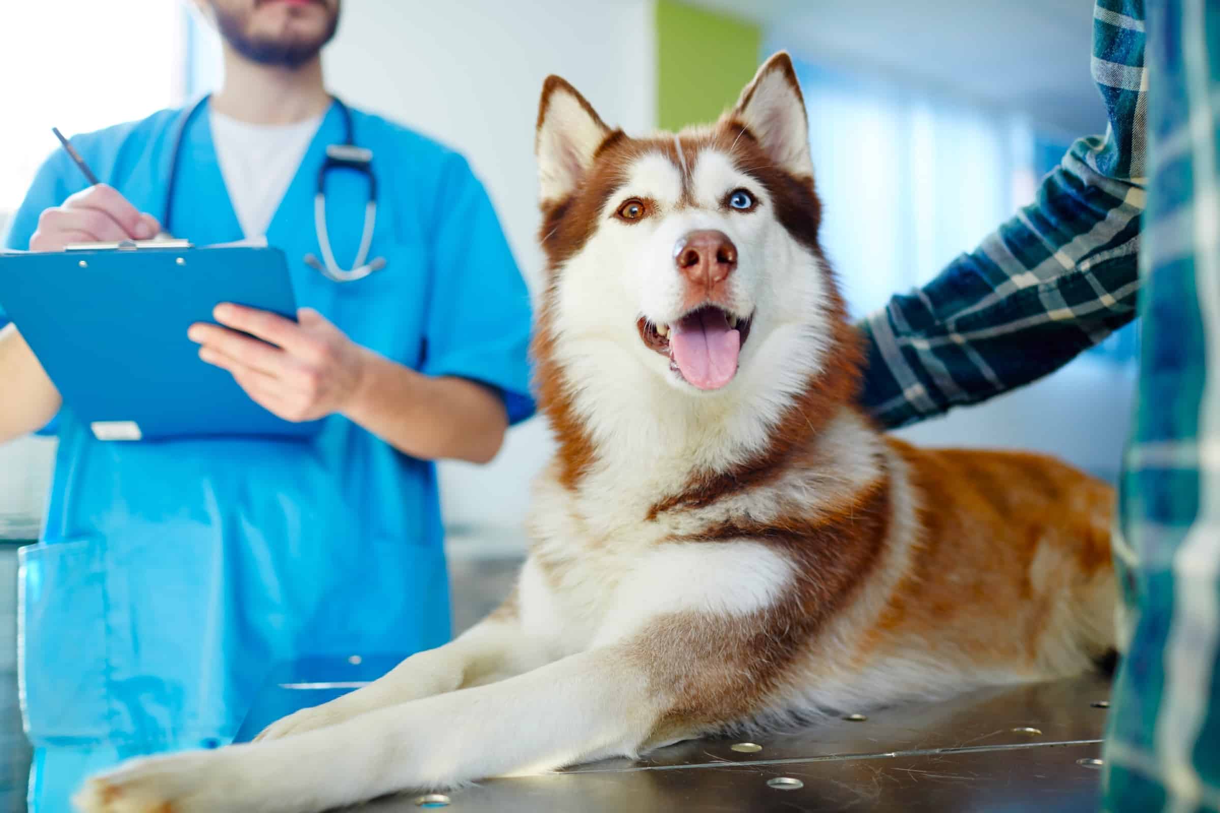 How Long Do Huskies Live? Average Lifespan & Causes of Death