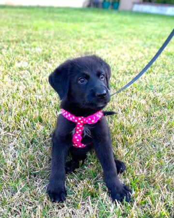German Shepherd Labradoodle Mix: Info, Pictures & Facts