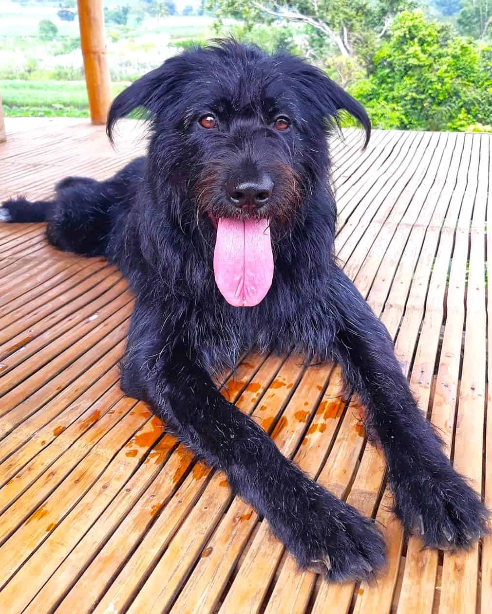 German Shepherd Labradoodle Mix: Info, Pictures & Facts