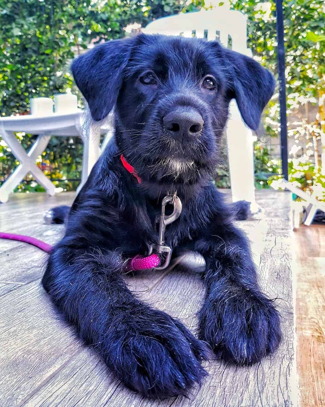 German Shepherd Labradoodle Mix: Info, Pictures & Facts