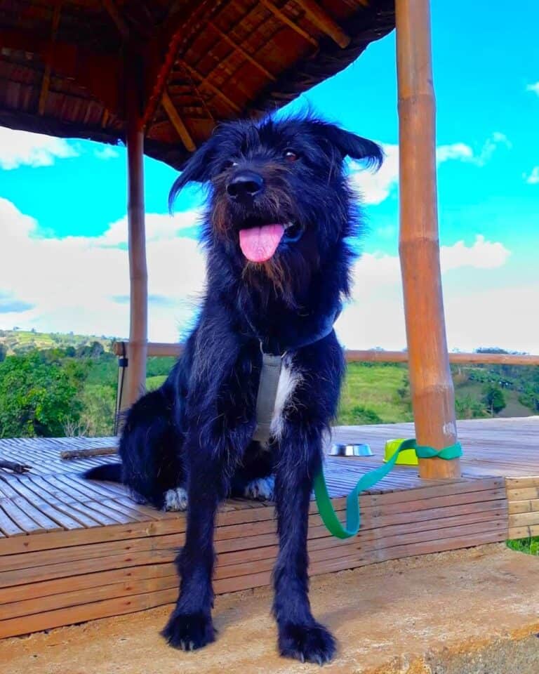 German Shepherd Labradoodle Mix: Info, Pictures & Facts