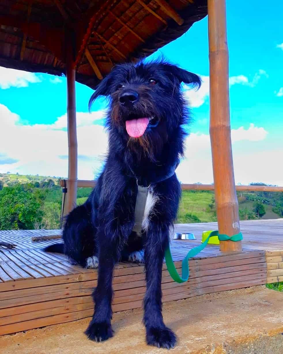 German Shepherd Labradoodle Mix: Info, Pictures & Facts