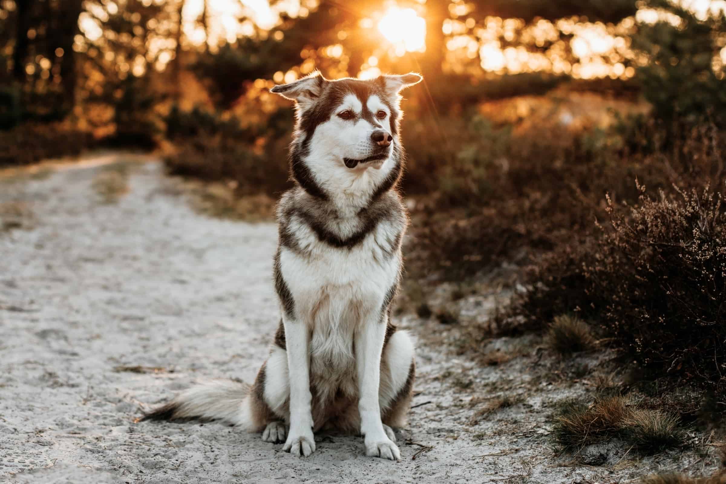 Golden Retriever Husky Mix (Goberian): Info, Pictures & Facts