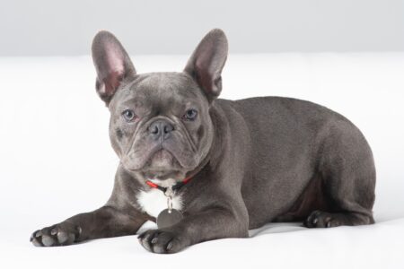 Grey French Bulldog: Appearance, Genetics, Pictures & Facts
