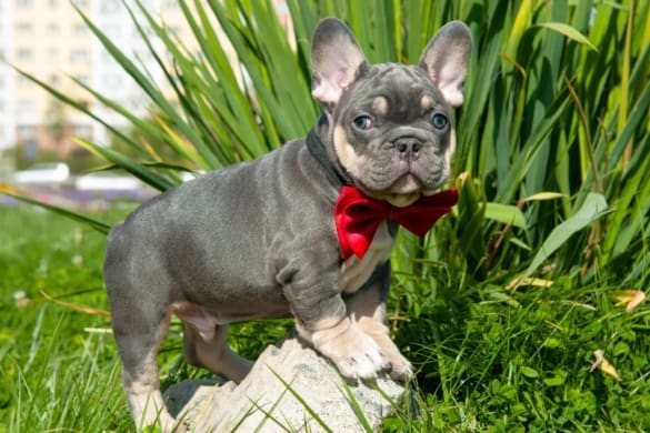 Grey French Bulldog: Appearance, Genetics, Pictures & Facts