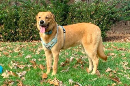 Great Pyrenees Pitbull Mix (Pyrenees Pit): Info, Pictures & Facts