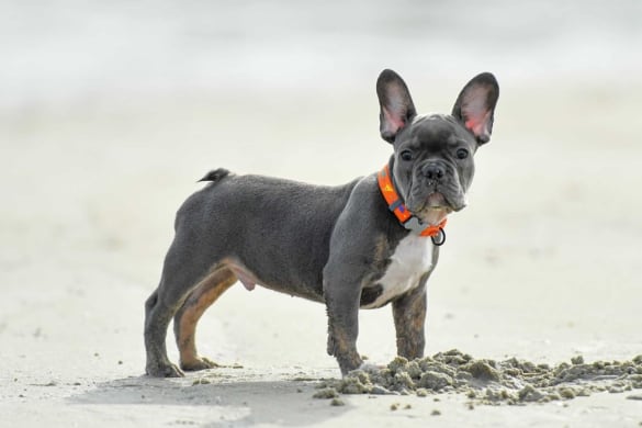 Grey French Bulldog: Appearance, Genetics, Pictures & Facts