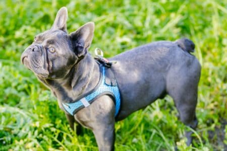 Grey French Bulldog: Appearance, Genetics, Pictures & Facts