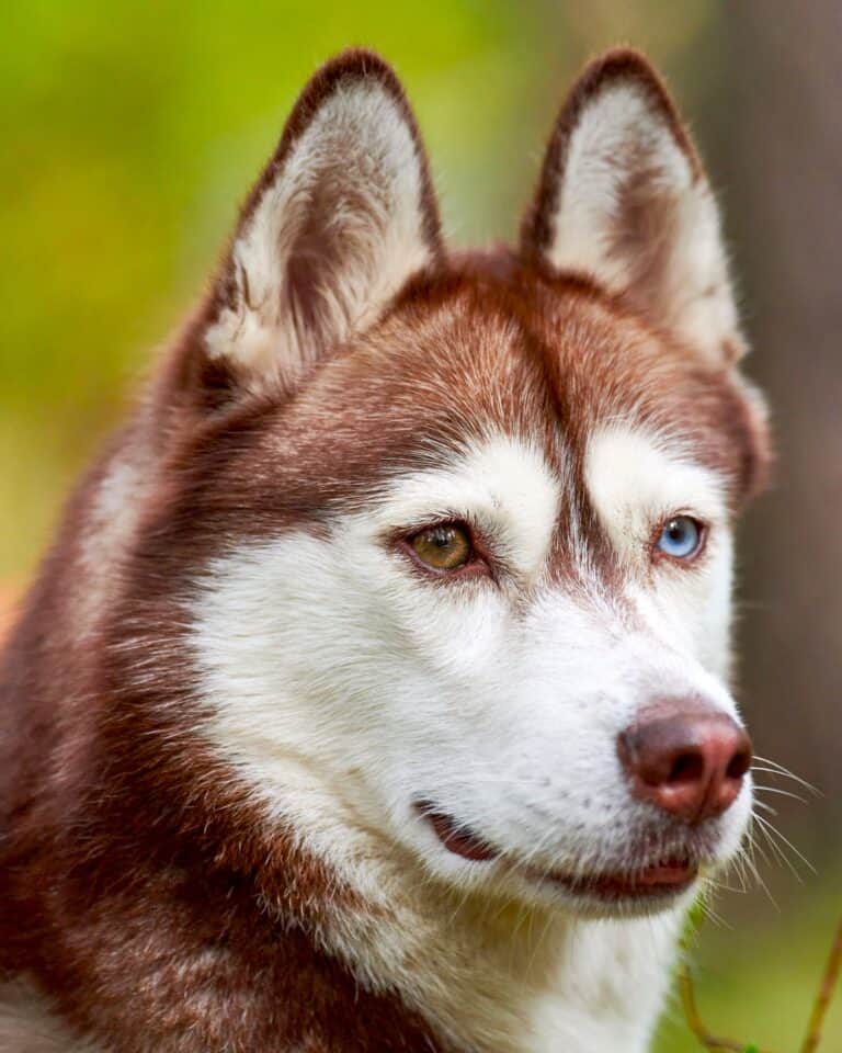 Why Do Huskies Have Blue Eyes? (Facts & Genetics Explained!)