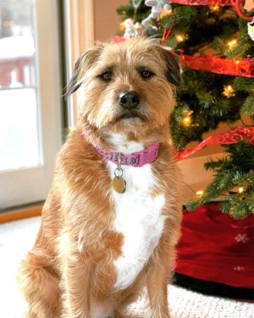 Lab Terrier Mix | Breed Information, Pictures, Traits & Facts