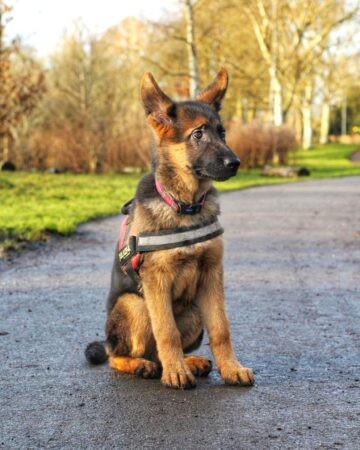 German Shepherd Jack Russell Terrier Mix (Facts & Pictures)