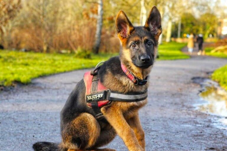 German Shepherd Jack Russell Terrier Mix (Facts & Pictures)