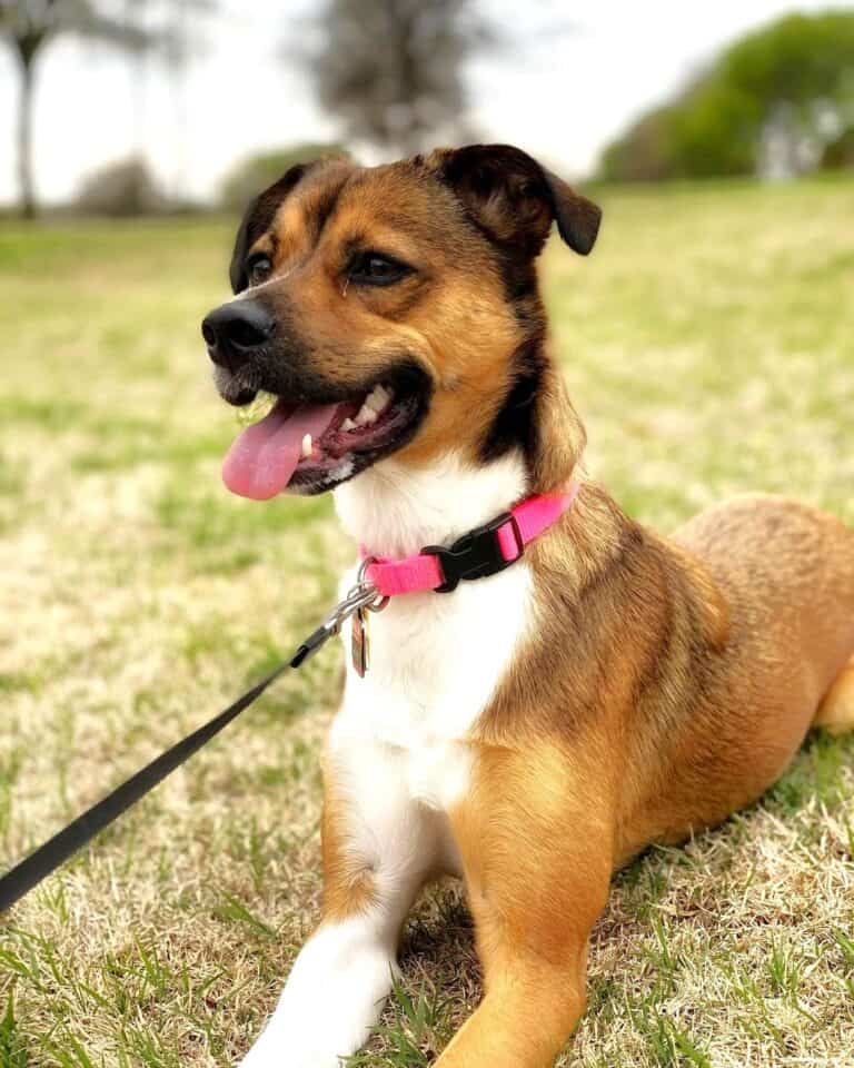 German Shepherd Jack Russell Terrier Mix (Facts & Pictures)