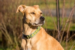 Lab Terrier Mix | Breed Information, Pictures, Traits & Facts